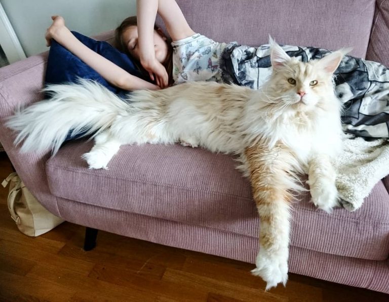 21 Majestic Maine Coon Cats That Will Show You Who’s the Boss