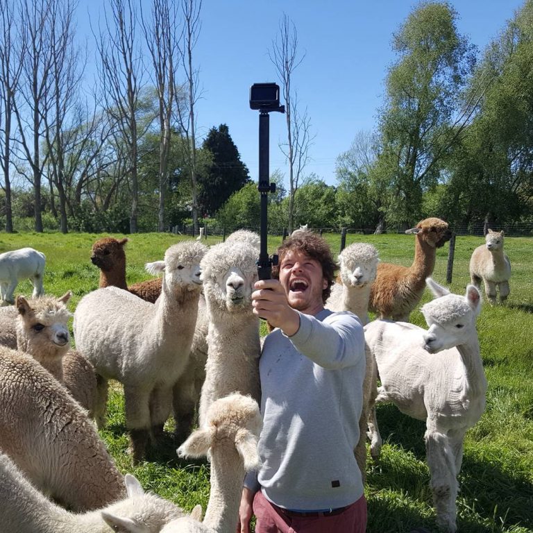 21 Adorable Alpacas That’ll Make Your Day Happier