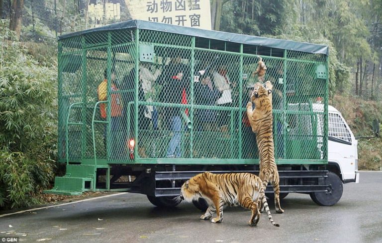 The Zoo Where Animals Roam Freely While Humans Are In Moving Cages