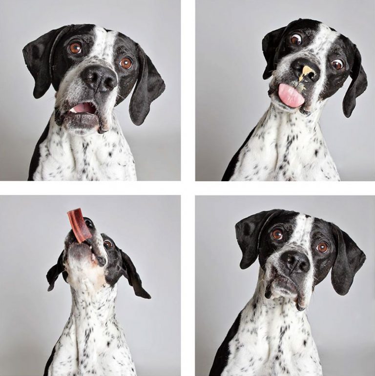 Shelter Dog Photobooth Pics Helps More Pups Find Forever Homes