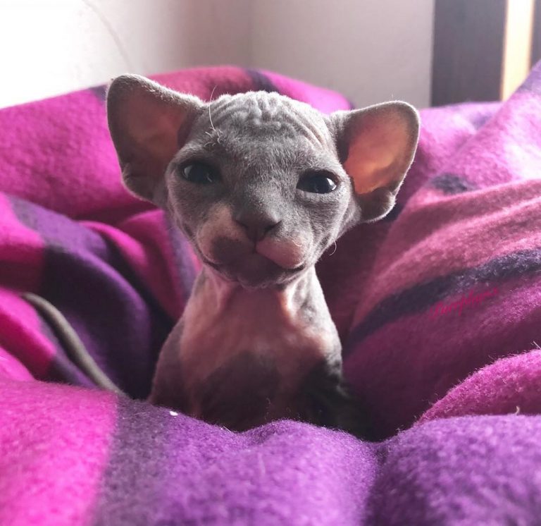 21 Adorable Sphynx Photos For Every Sphynx Lover
