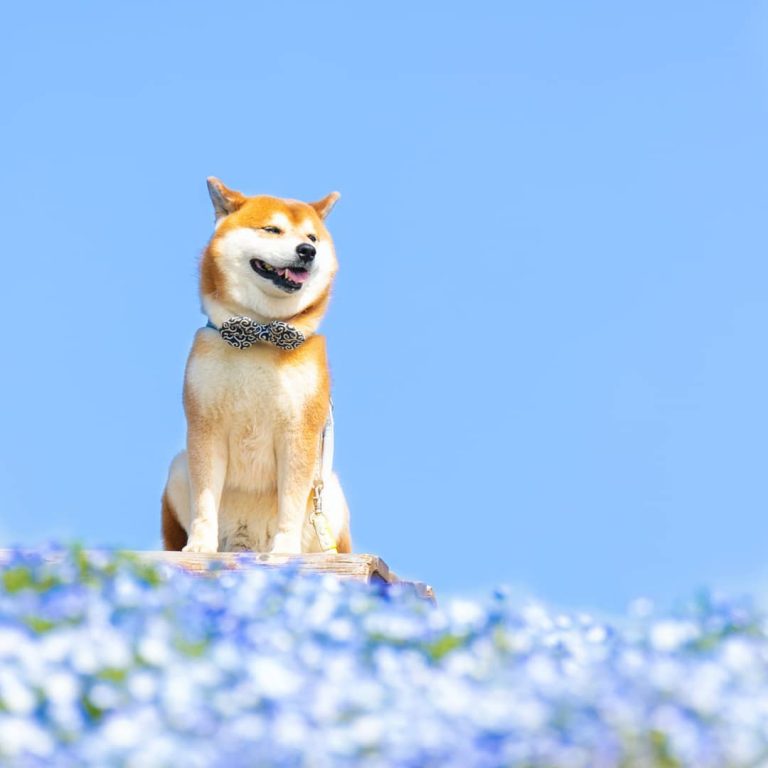 This Shiba Inu Is The Cutest Flower Boi In Japan (19 Pics)
