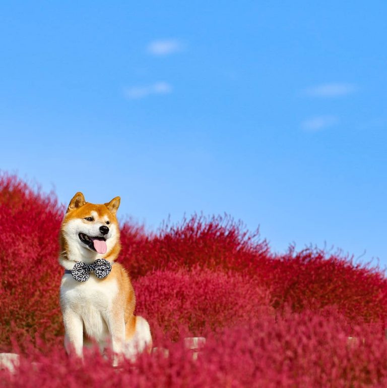 This Shiba Inu Is The Cutest Flower Boi In Japan (19 Pics)