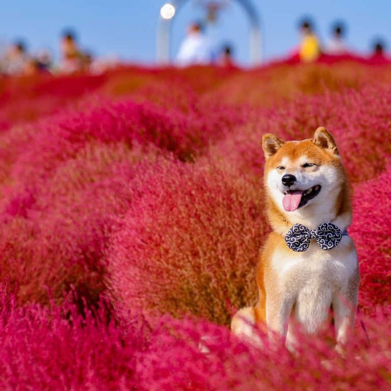 This Shiba Inu Is The Cutest Flower Boi In Japan (19 Pics)