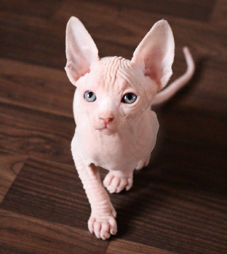 21 Adorable Sphynx Photos For Every Sphynx Lover