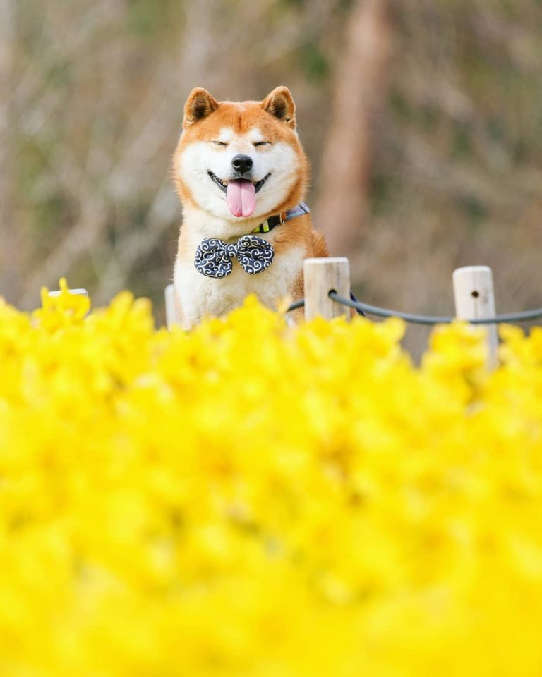 This Shiba Inu Is The Cutest Flower Boi In Japan (19 Pics)