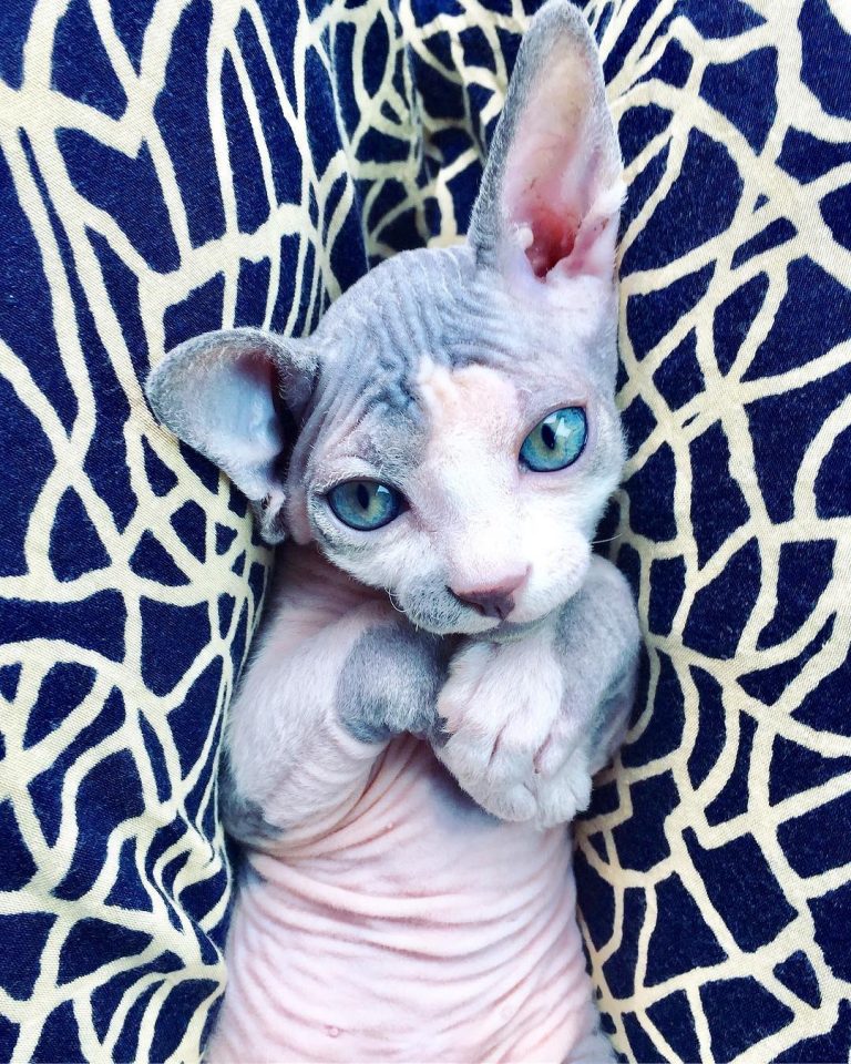 21 Adorable Sphynx Photos For Every Sphynx Lover