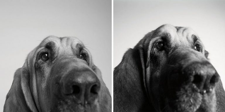 Photos Show How Dogs Change When They Get Old