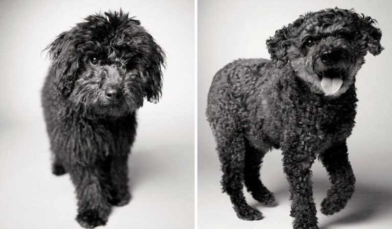 Photos Show How Dogs Change When They Get Old