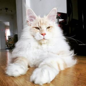 Meet Lotus, The Majestic, And Adorable Maine Coon Cat