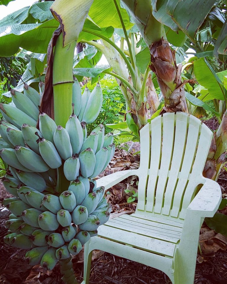 Blu Java Bananas That Taste Like Vanilla Ice Cream