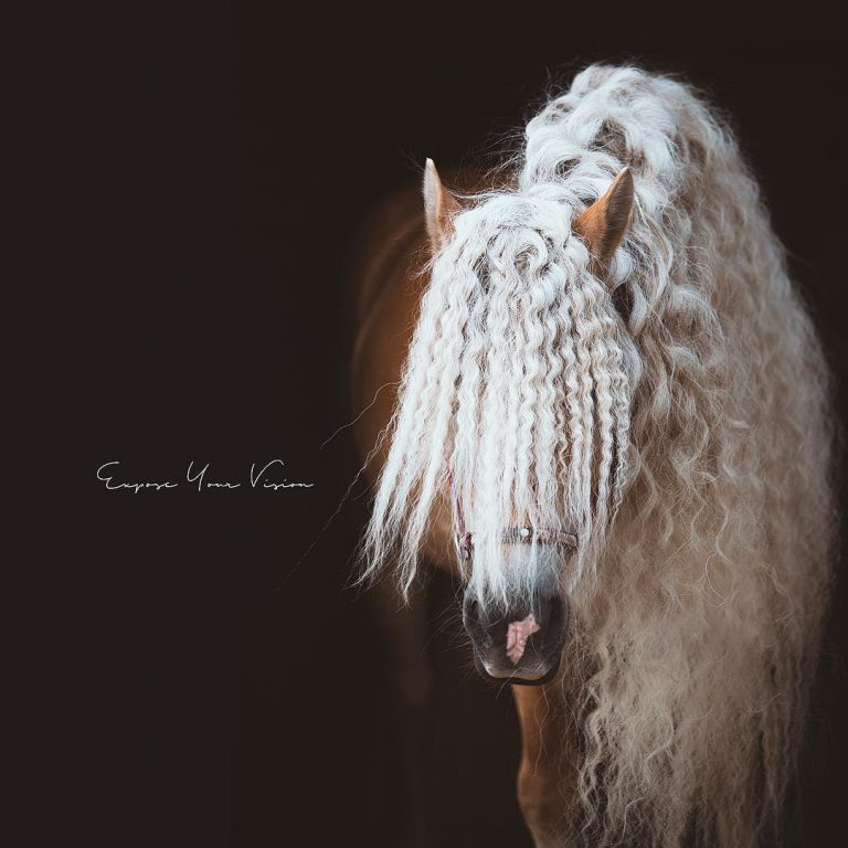 “Storm” The Haflinger Mare From The Netherlands That Looks Like The ...