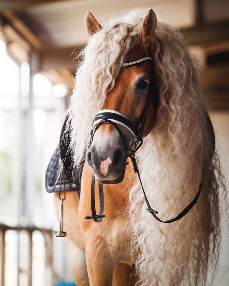 “Storm” The Haflinger Mare From The Netherlands That Looks Like The ...