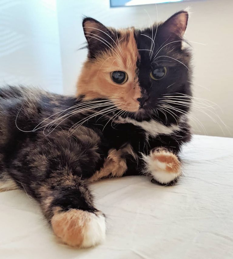 Yana, The Two-Faced Cat Who Looks Like Her Parents Ran Out Of Ink