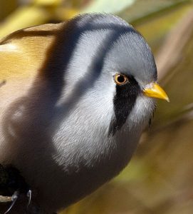 These Adorable Bearded Reedling Birds Looks Like They Have Real Beards