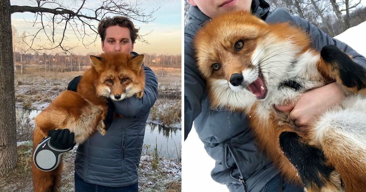 Guy Saved A Wild Fox From A Fur Farm And They Became Best Buddies Since ...