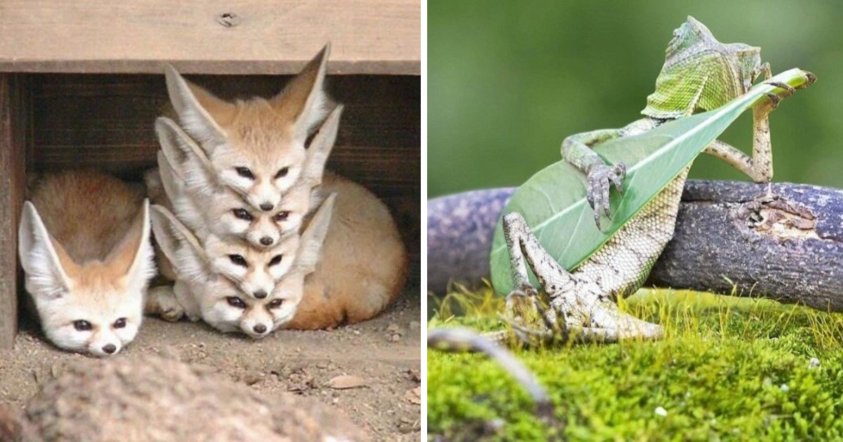 21 Endearing Photos Of Animals That Captured Their Gestures At The ...