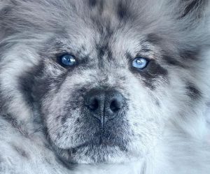 Meet Famous Puppy ‘Oreo Cloud’ Who Now Becomes A Gorgeous Fluffy 85 ...