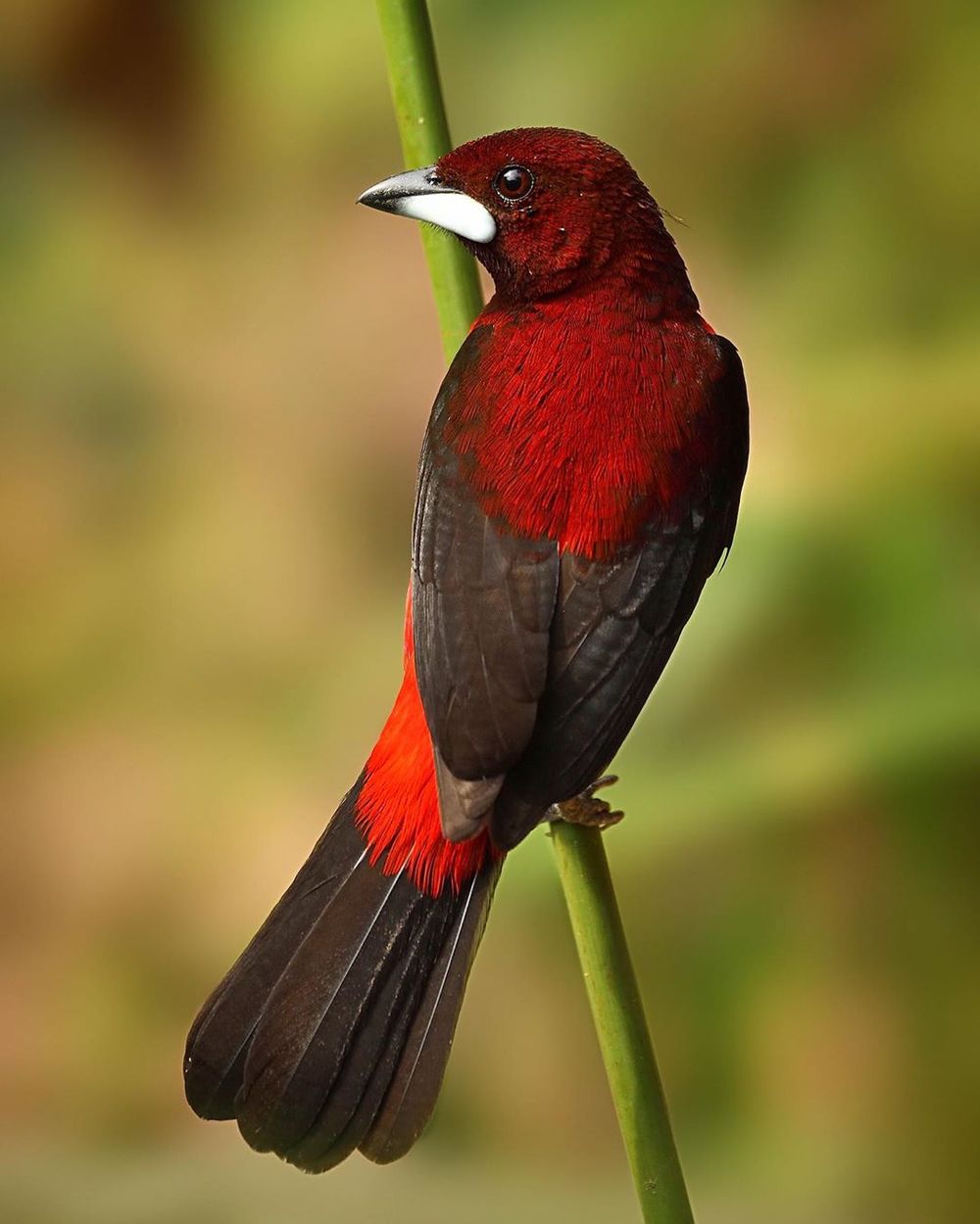Crimson-Backed Tanager: The Striking Red Bird With A Shining Silver Beak