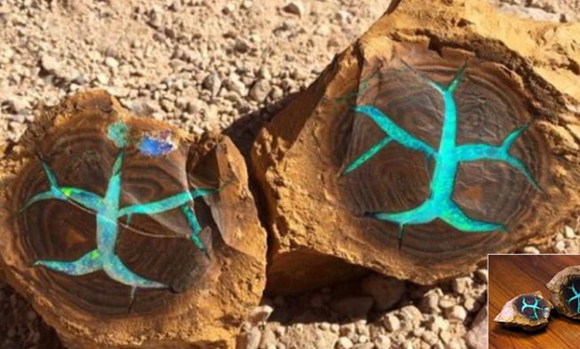 Petrified-Wood-With-Turquoise-Opal-On-The-Inside-Rainbow-Tree ...