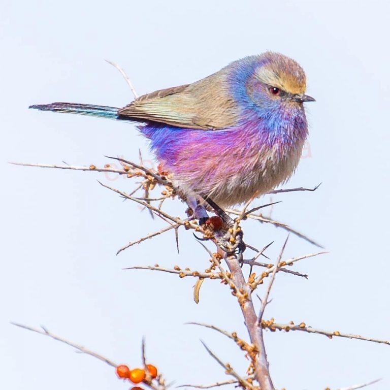 This Little Bird Looks Like It Came Straight Out Of Paradise