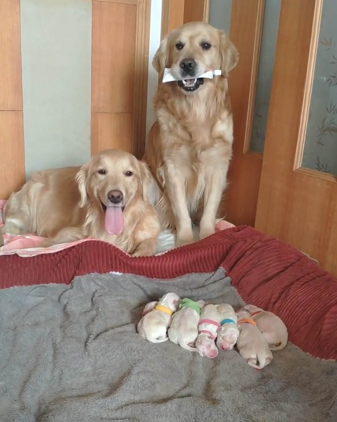 Golden Retriever Parents Watch Over Their Adorable 7 Newborn Puppies