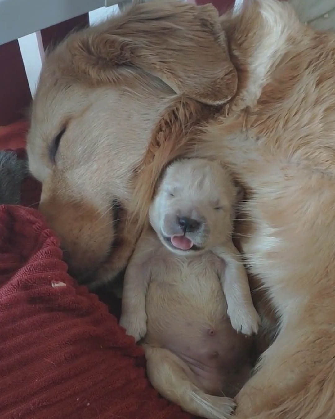Golden Retriever Parents Watch Over Their Adorable 7 Newborn Puppies