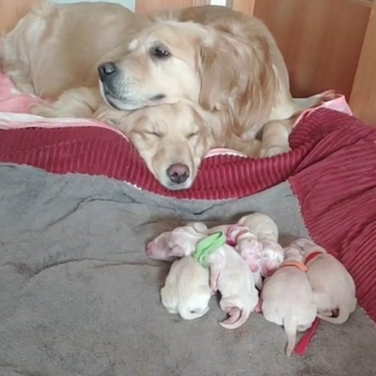 Golden Retriever Parents Watch Over Their Adorable 7 Newborn Puppies