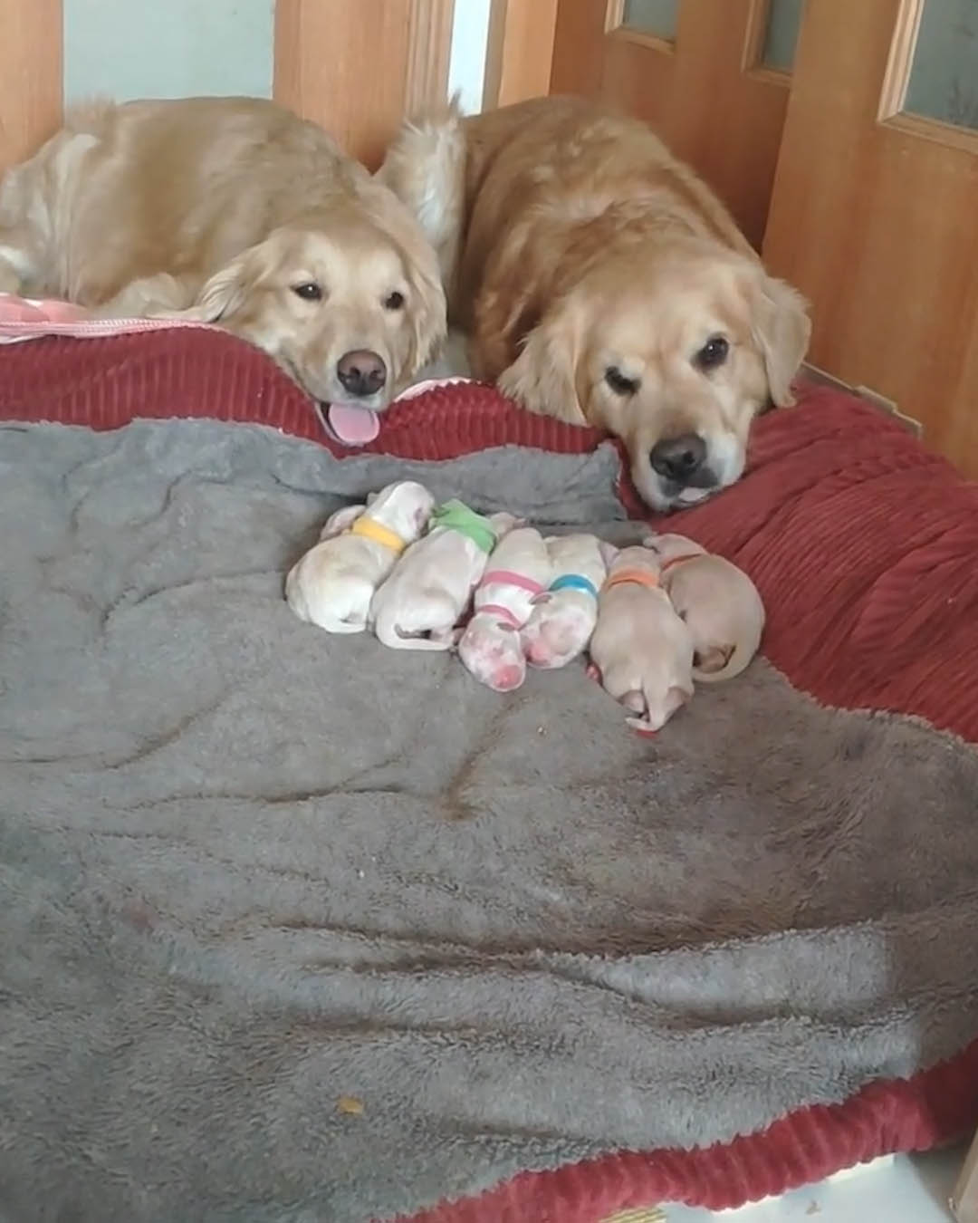 Golden Retriever Parents Watch Over Their Adorable 7 Newborn Puppies