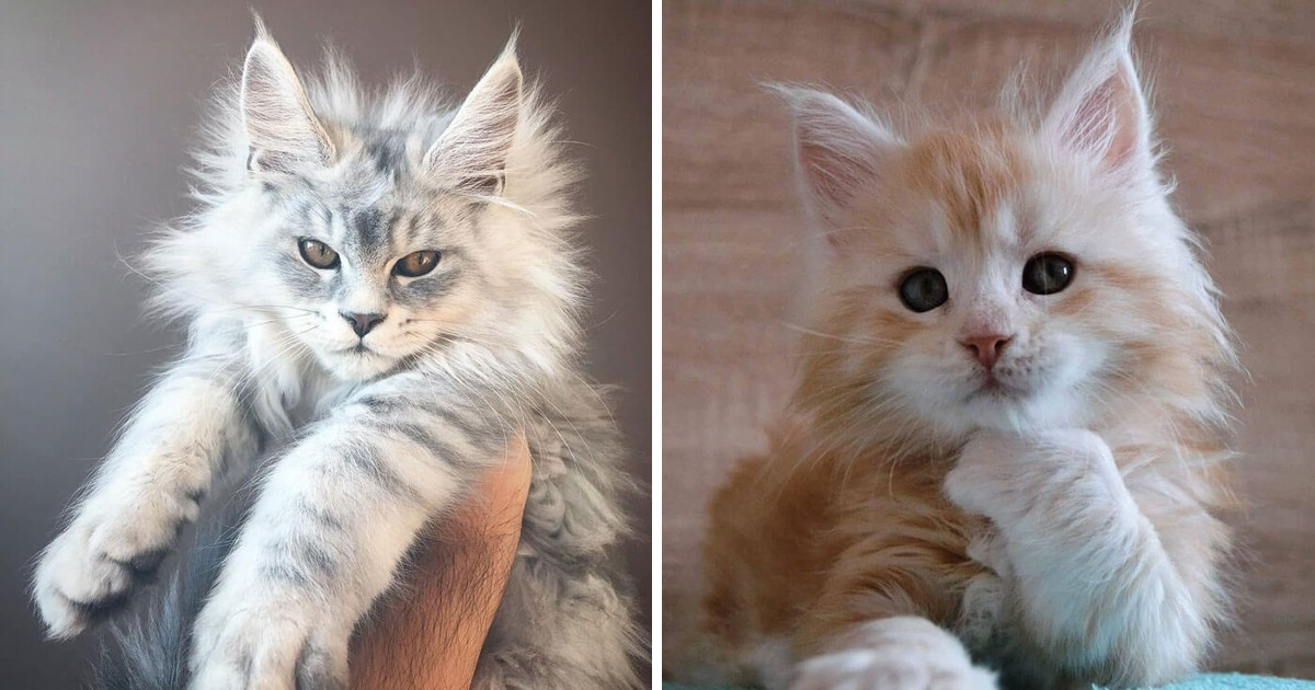 Beauty Of The Maine Coon Kittens Who Are Waiting To Grow Up