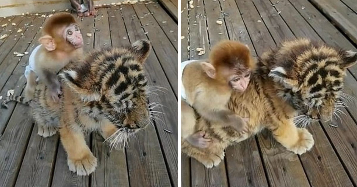 Adorable Moment Baby Monkey Plays With His Tiger Cub Best Friend ...