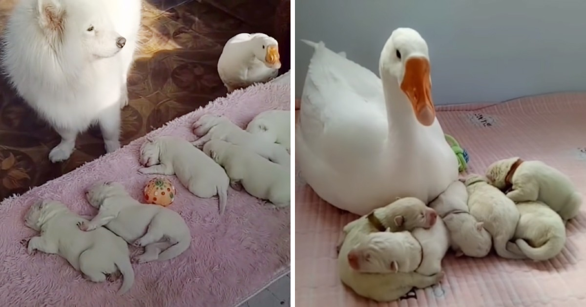 Sweet Goose Becomes The Nanny Of Her Bestie’s Puppies