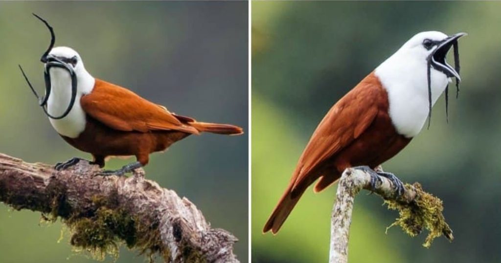 Meet Three-Wattled Bellbird, A Unique Bird With Mustache - WhatzViral