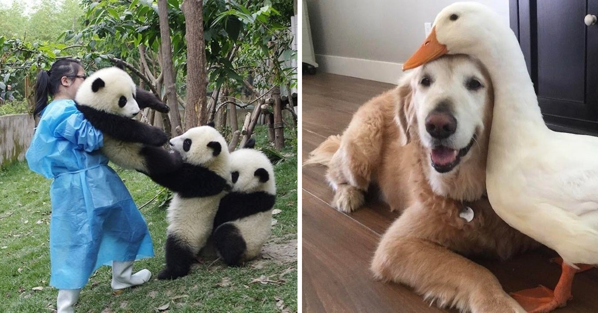 Photographs Of Beautiful Animal Friendships Around The World!