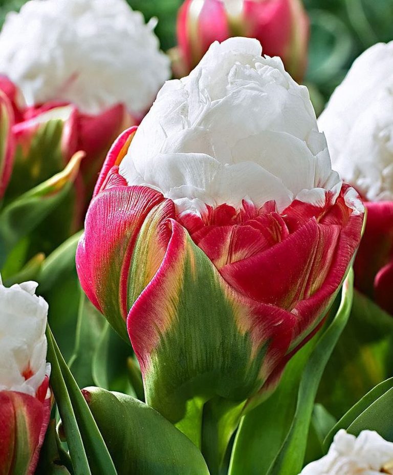 Ice Cream Tulips Are A Thing And They Are Mesmerizing