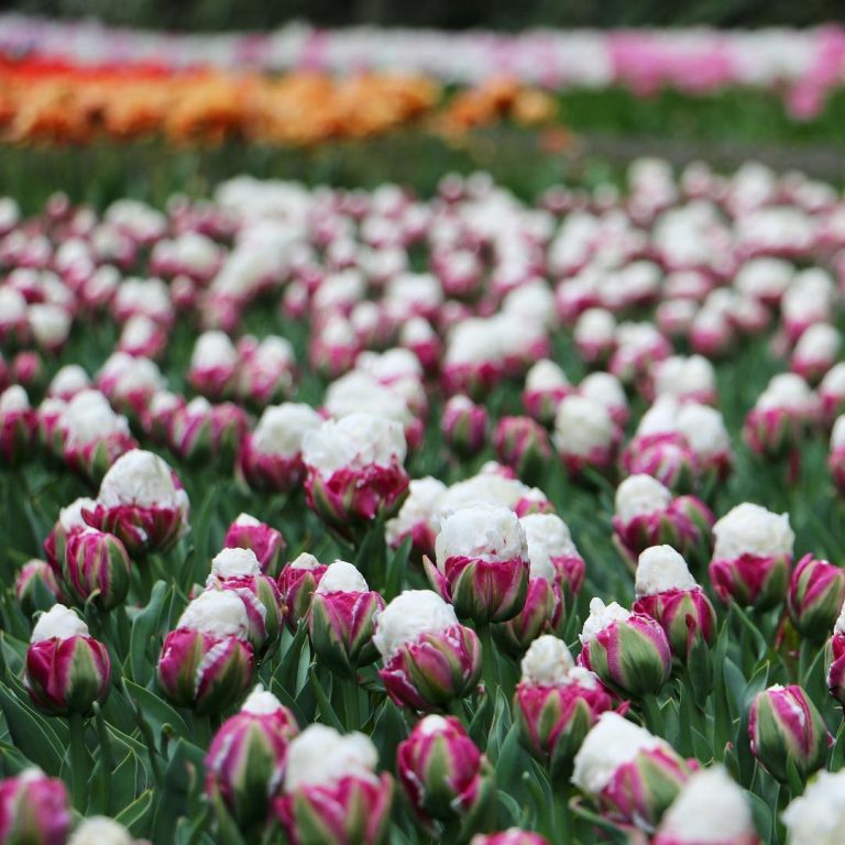 Ice Cream Tulips Are A Thing And They Are Mesmerizing