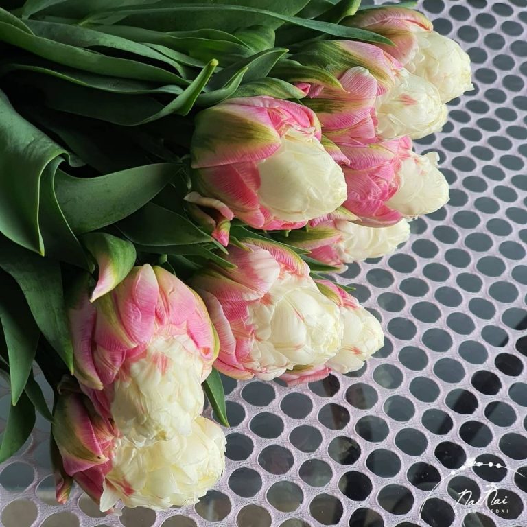 Ice Cream Tulips Are A Thing And They Are Mesmerizing
