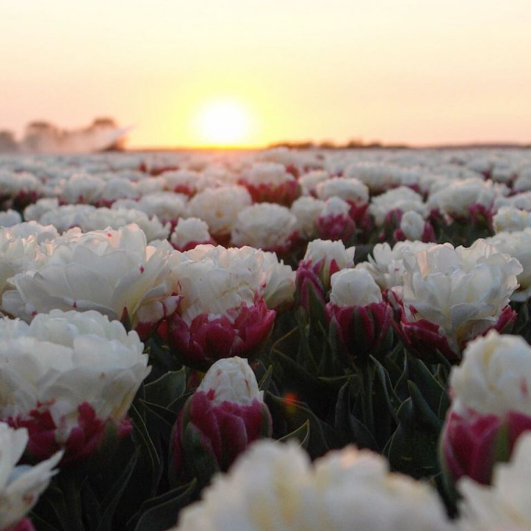 Ice Cream Tulips Are A Thing And They Are Mesmerizing