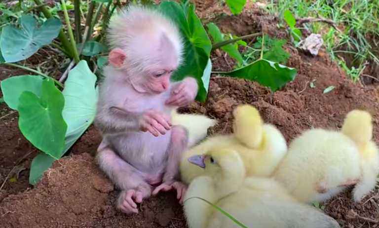 Baby Monkey Caring For Baby Ducks Like They’re His Family