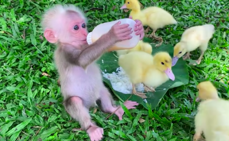 Baby Monkey Caring For Baby Ducks Like They’re His Family