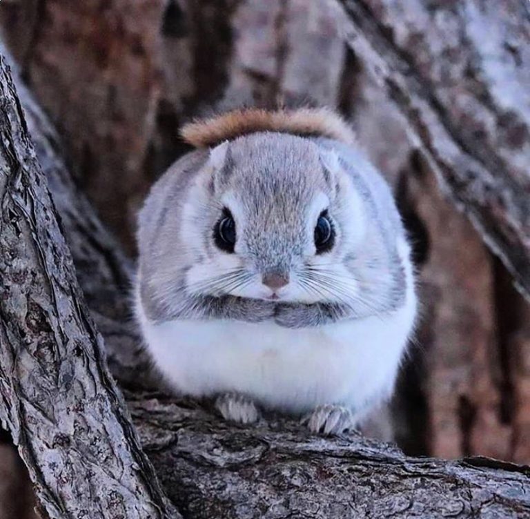 Japanese Flying Squirrel Is Possibly One Of The Cutest Animals In The World