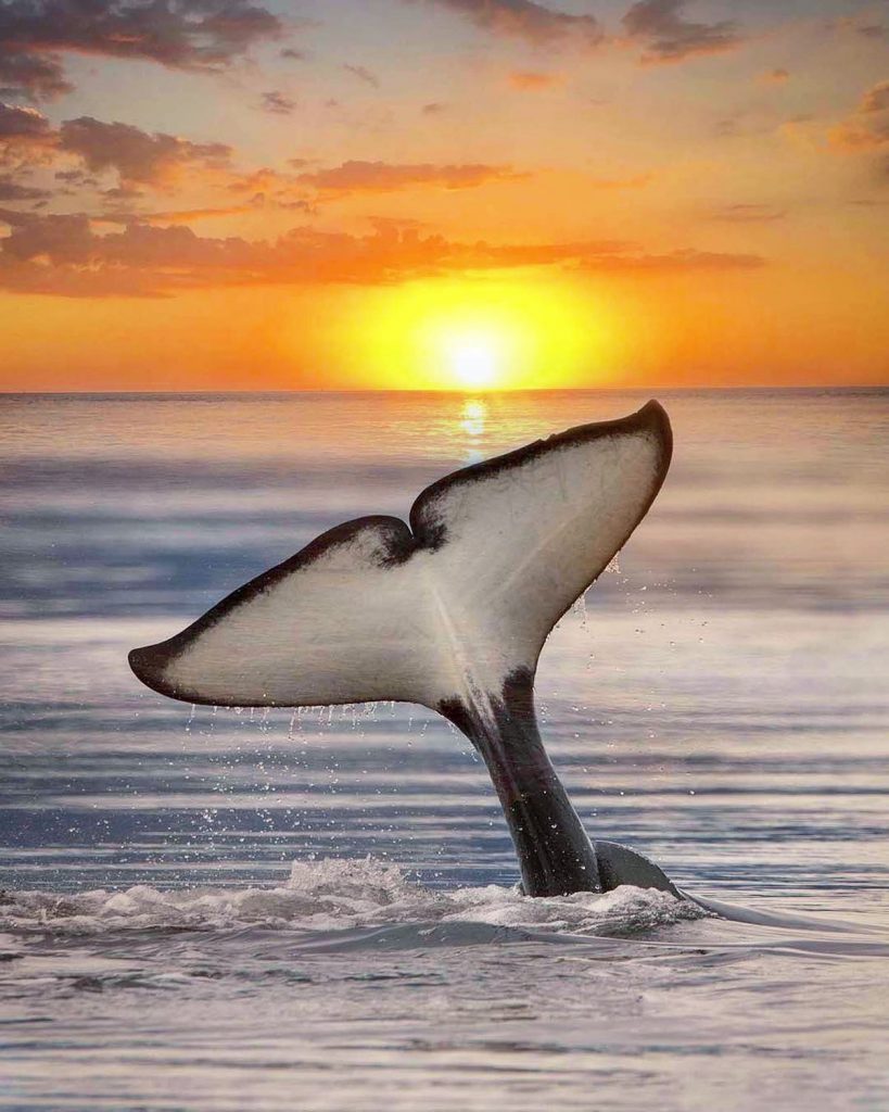orca-sunset-marys-mark-photography-2 - WhatzViral