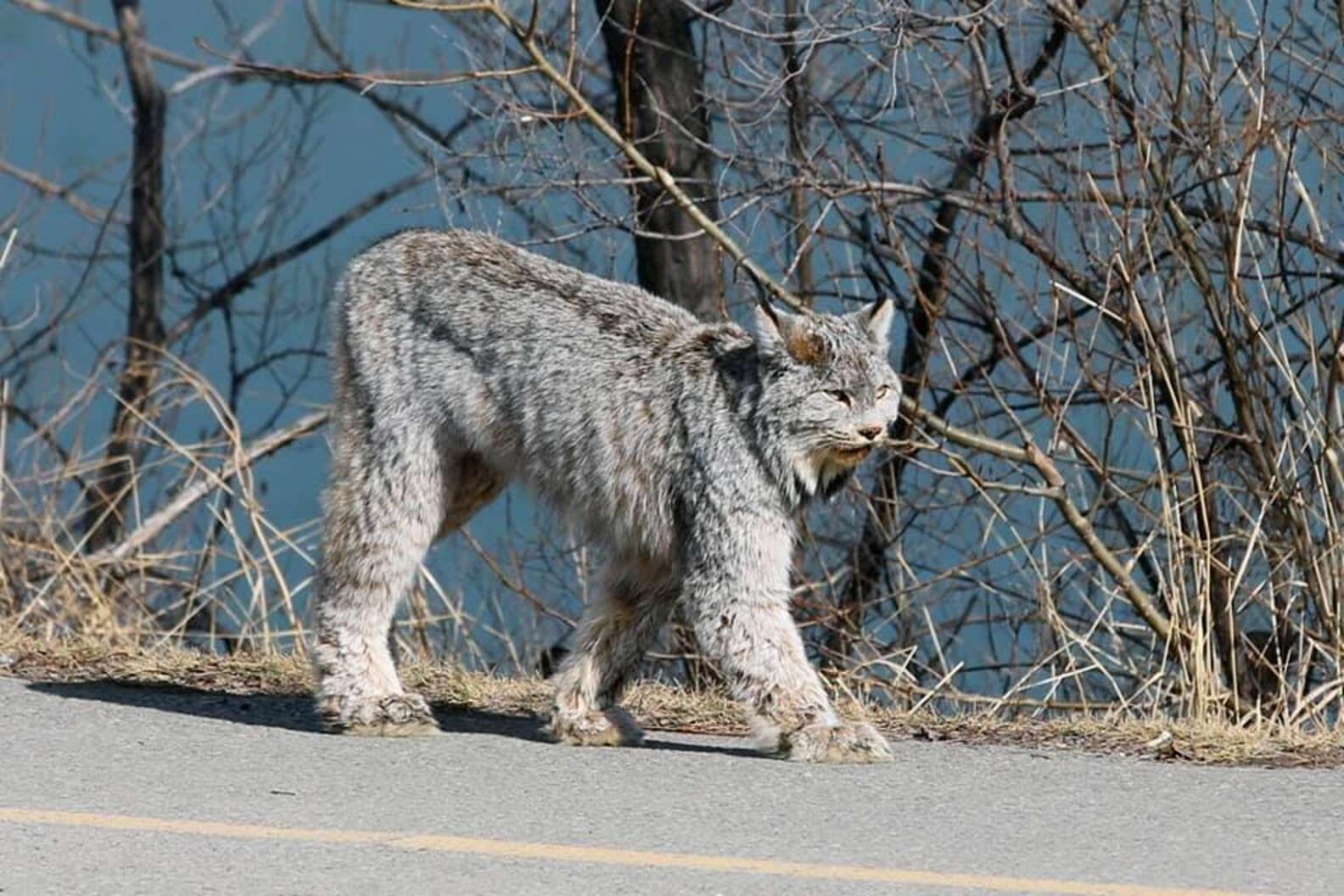 Gorgeous Lynx Turns Heads As She Casually Struts Down Street