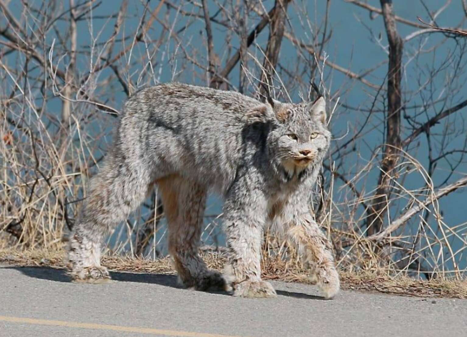 Gorgeous Lynx Turns Heads As She Casually Struts Down Street