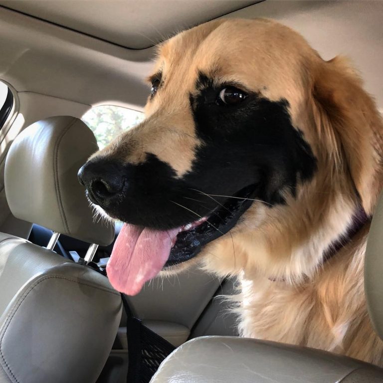 Meet Enzo – The Golden Retriever Born With The Most Amazing Birthmark