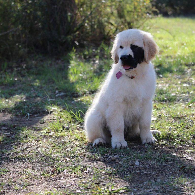 Meet Enzo – The Golden Retriever Born With The Most Amazing Birthmark