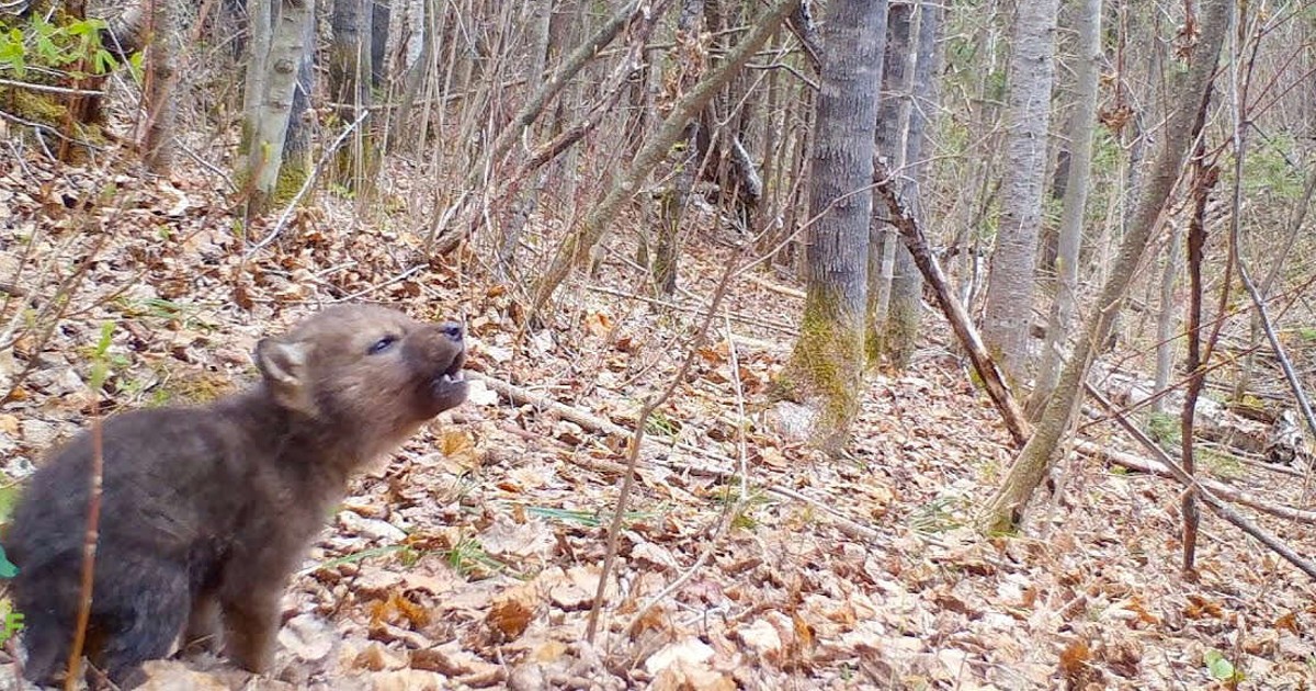 Trail Camera Captures The First Howls Of An Adorable Wolf Pup