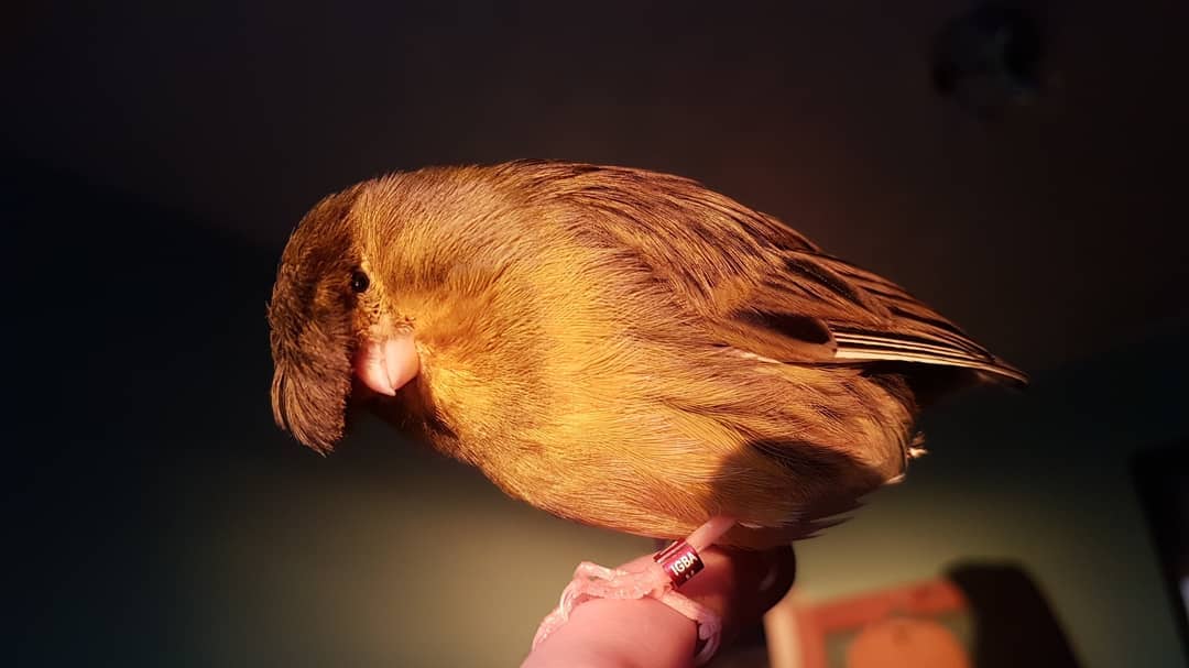 Meet Barry The Canary, The Bird With A Bowl Feather Cut