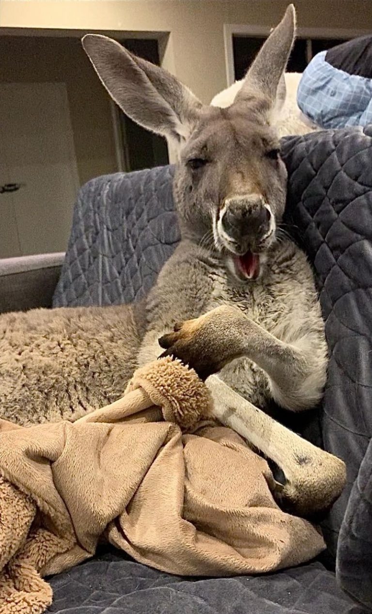 Rufus The Rescued Kangaroo Insists On Daily Couch Cuddles With Dad