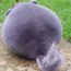 Adorable Violet Chinchillas Look Perfectly Round From Behind